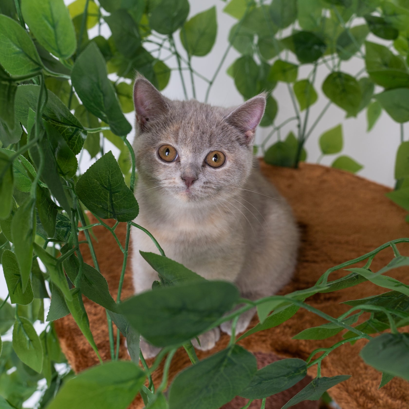 Cat Tree for large cats Cat Tree Natural Leaves - CatTreeKing USA